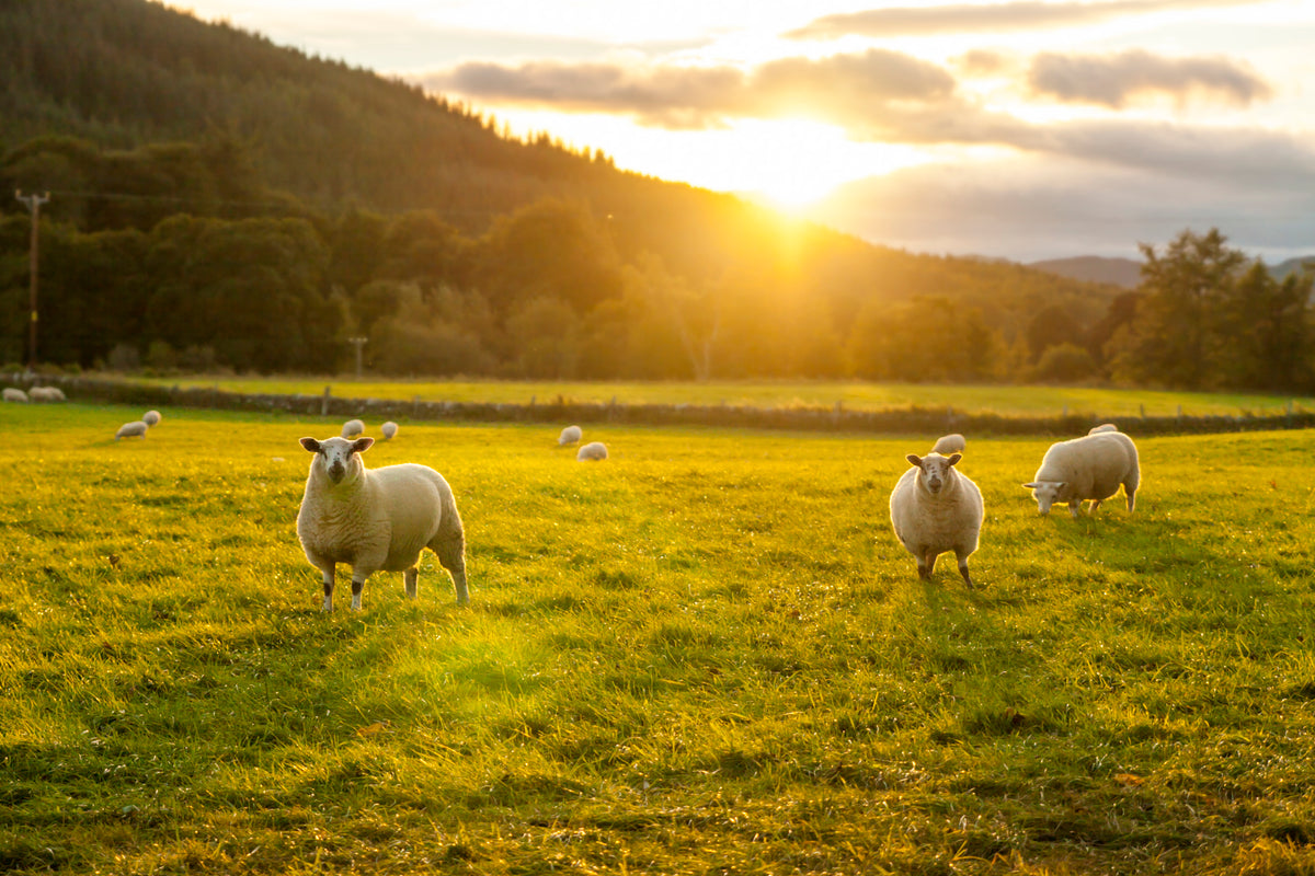 Sheep – Countryside