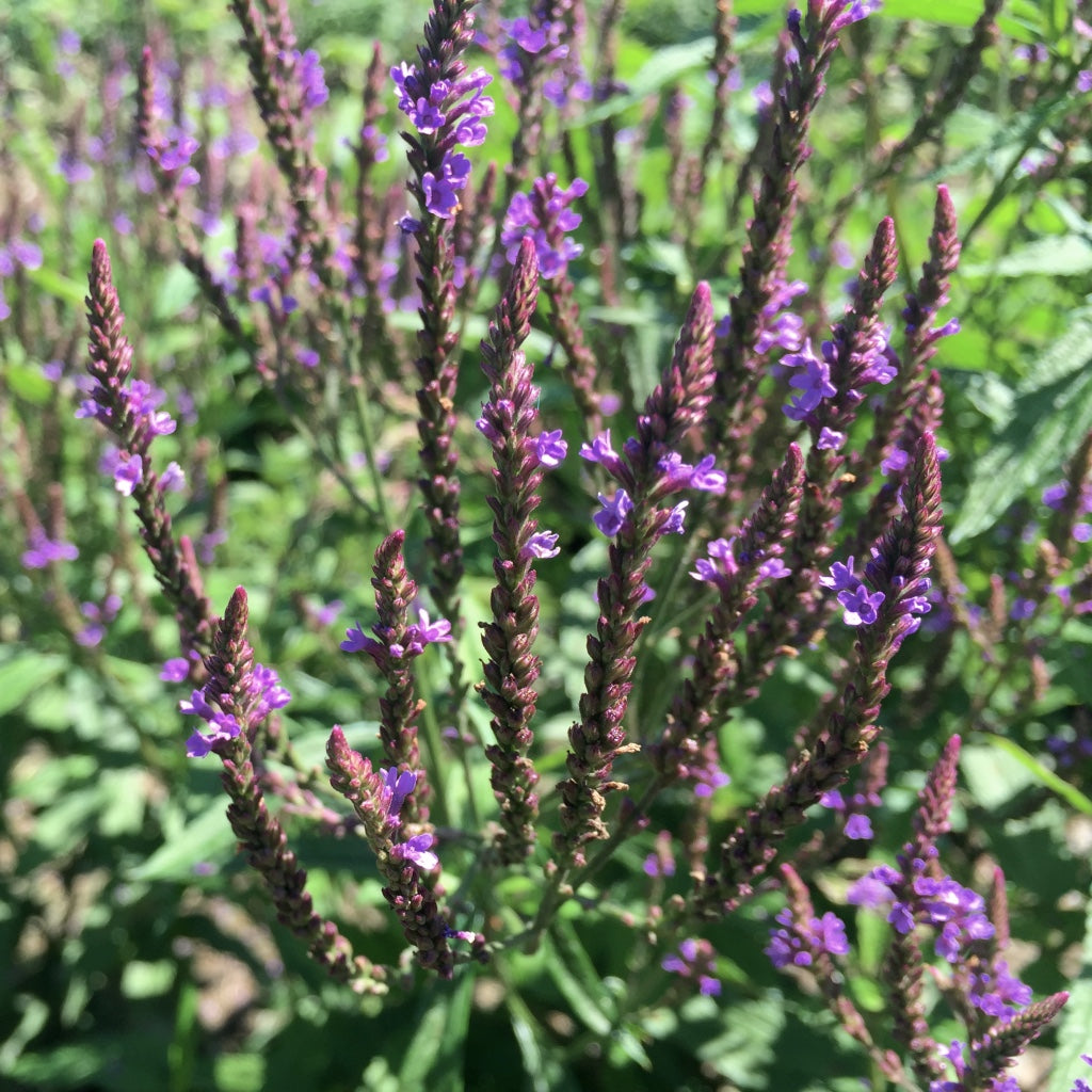 Vervain, Blue (Verbena hastata) – Countryside