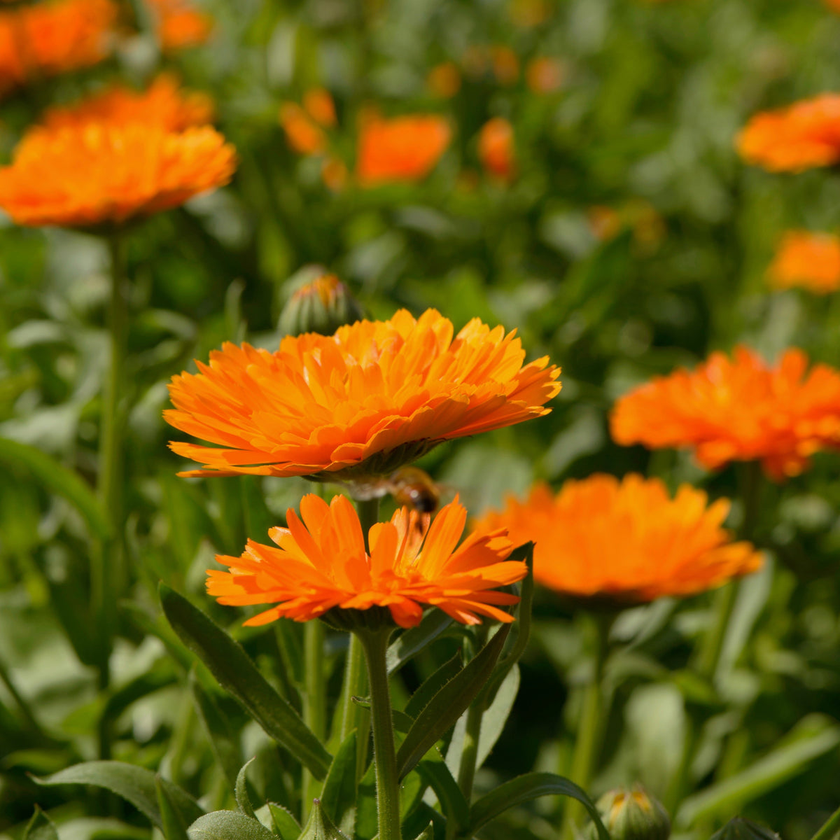 Calendula, Orange (Calendula officinalis) – Countryside