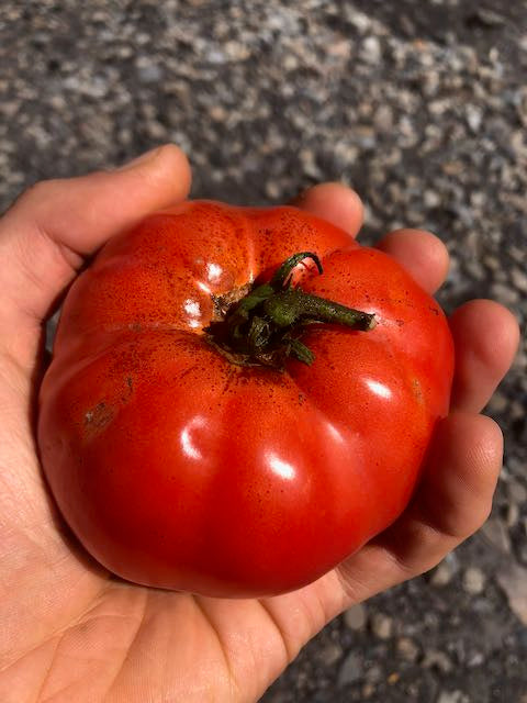 Siberian Market Miracle Tomato – Countryside