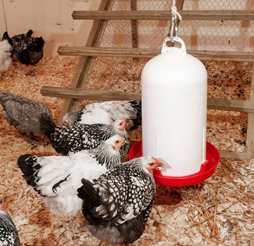 Top Fill Poultry Waterers, Without Legs, Red, 1.5 Gal – Countryside