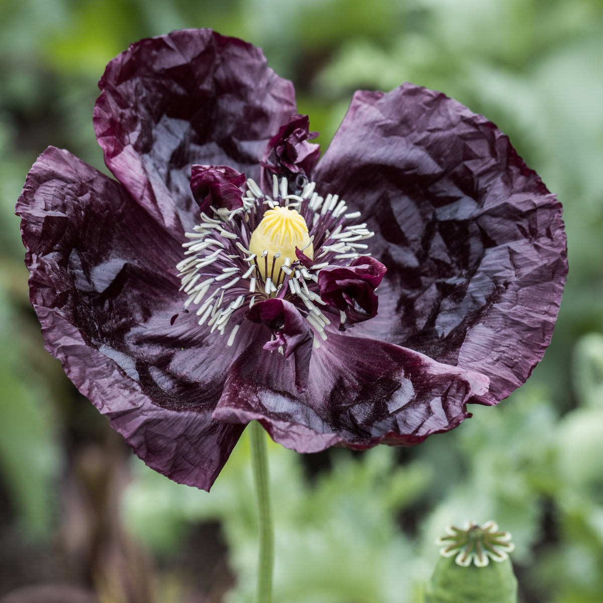 Poppy, Velvet Garden Mix (Papaver somniferum) – Countryside