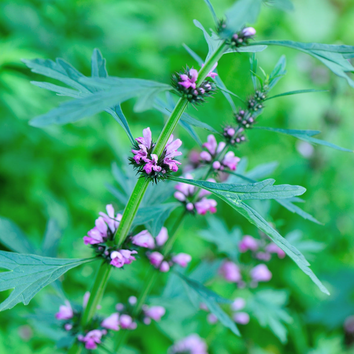 Motherwort, Chinese aka. Yi Mu Cao (Leonurus heterophyllus) – Countryside