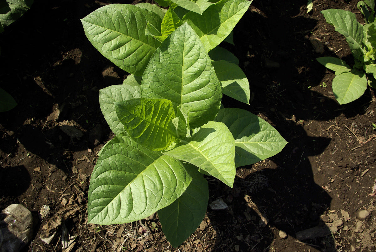 Hopi Origin Tobacco – Countryside