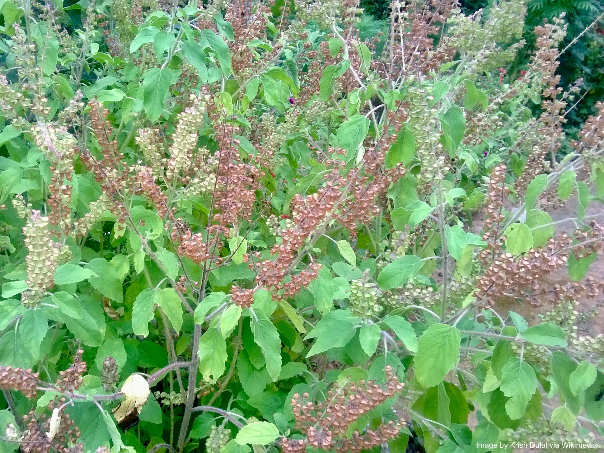 Tulsi, Vana aka Holy Basil (Ocimum tenuiflorum var. vana) – Countryside