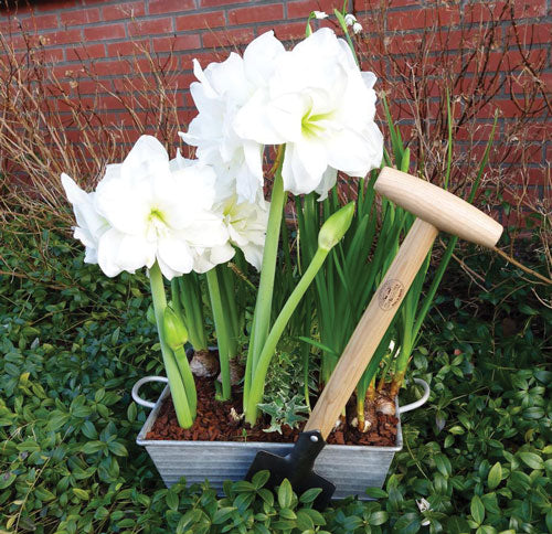 Perennial Spade – Countryside