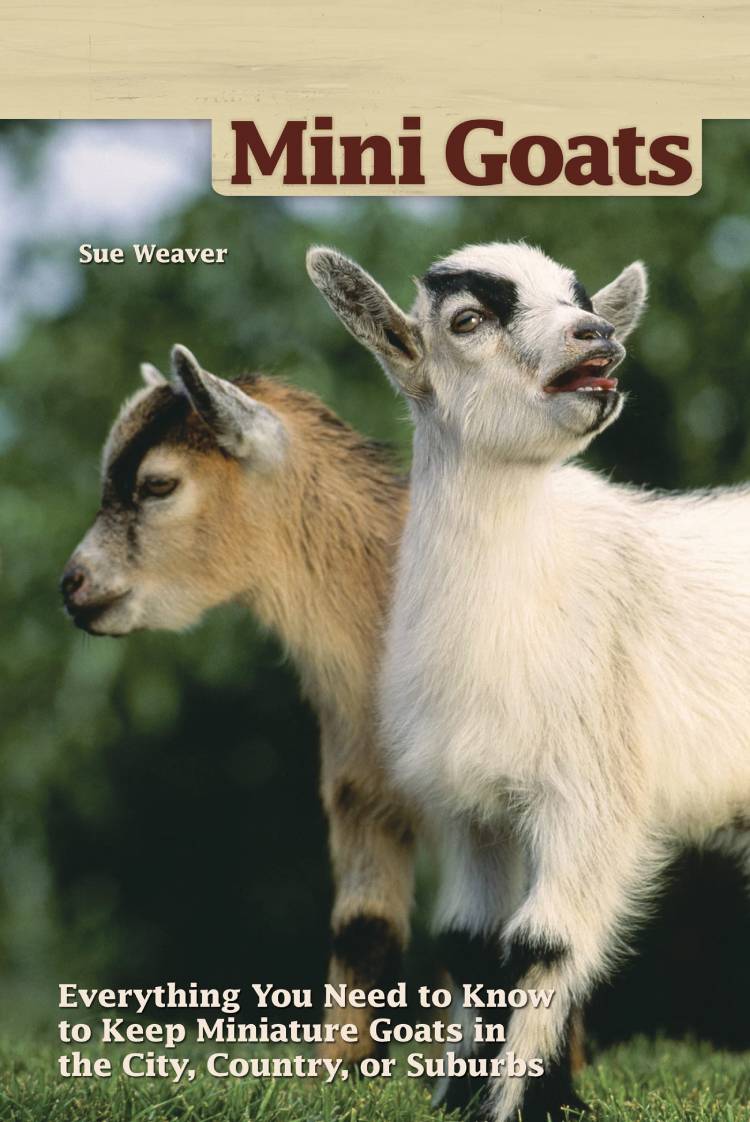 Mini Goats: Everything You Need To Know To Keep Miniature Goats ...